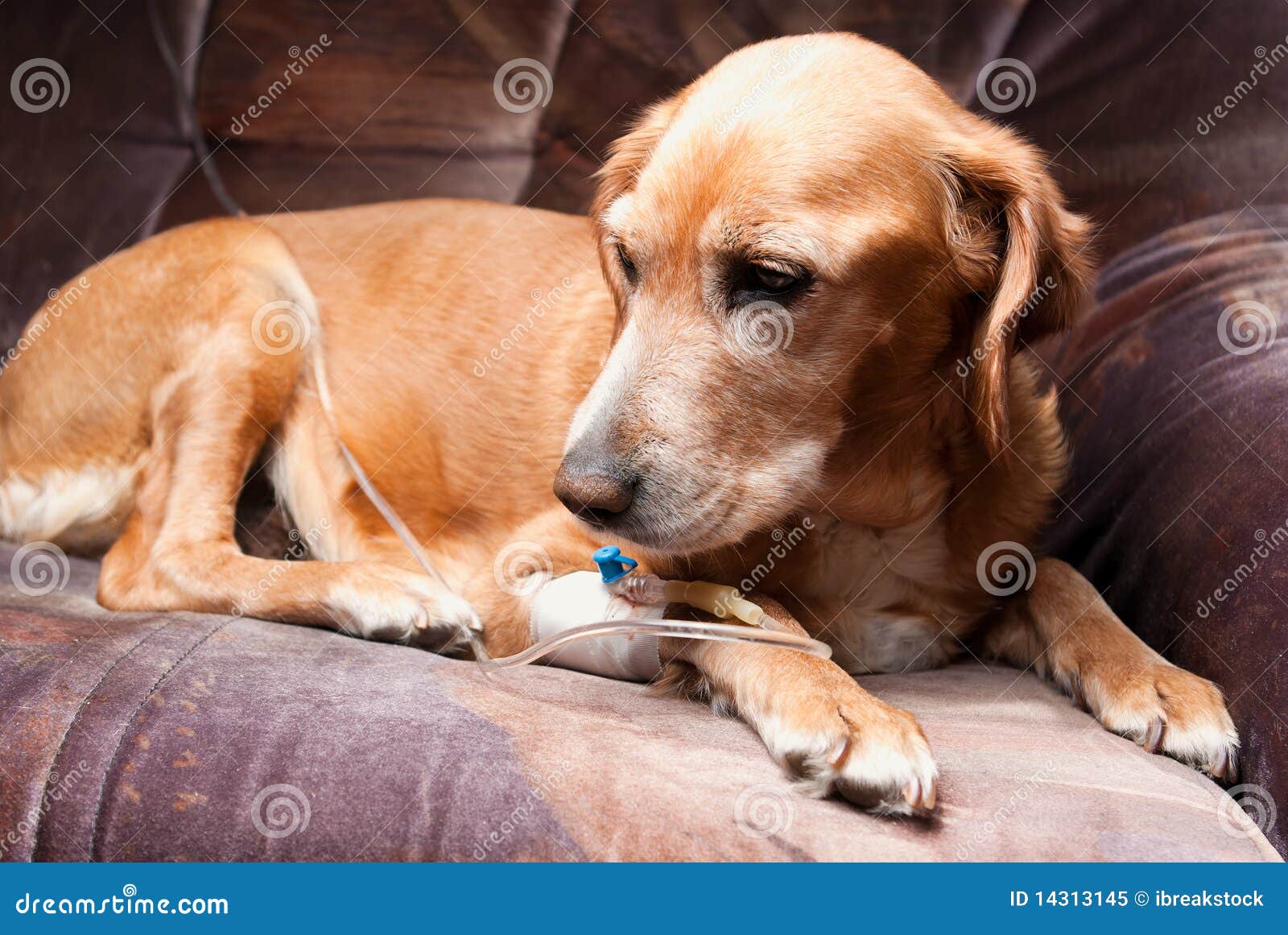 Dog Lying with Cannula in Vein Taking Infusion Stock Image - Image of ...