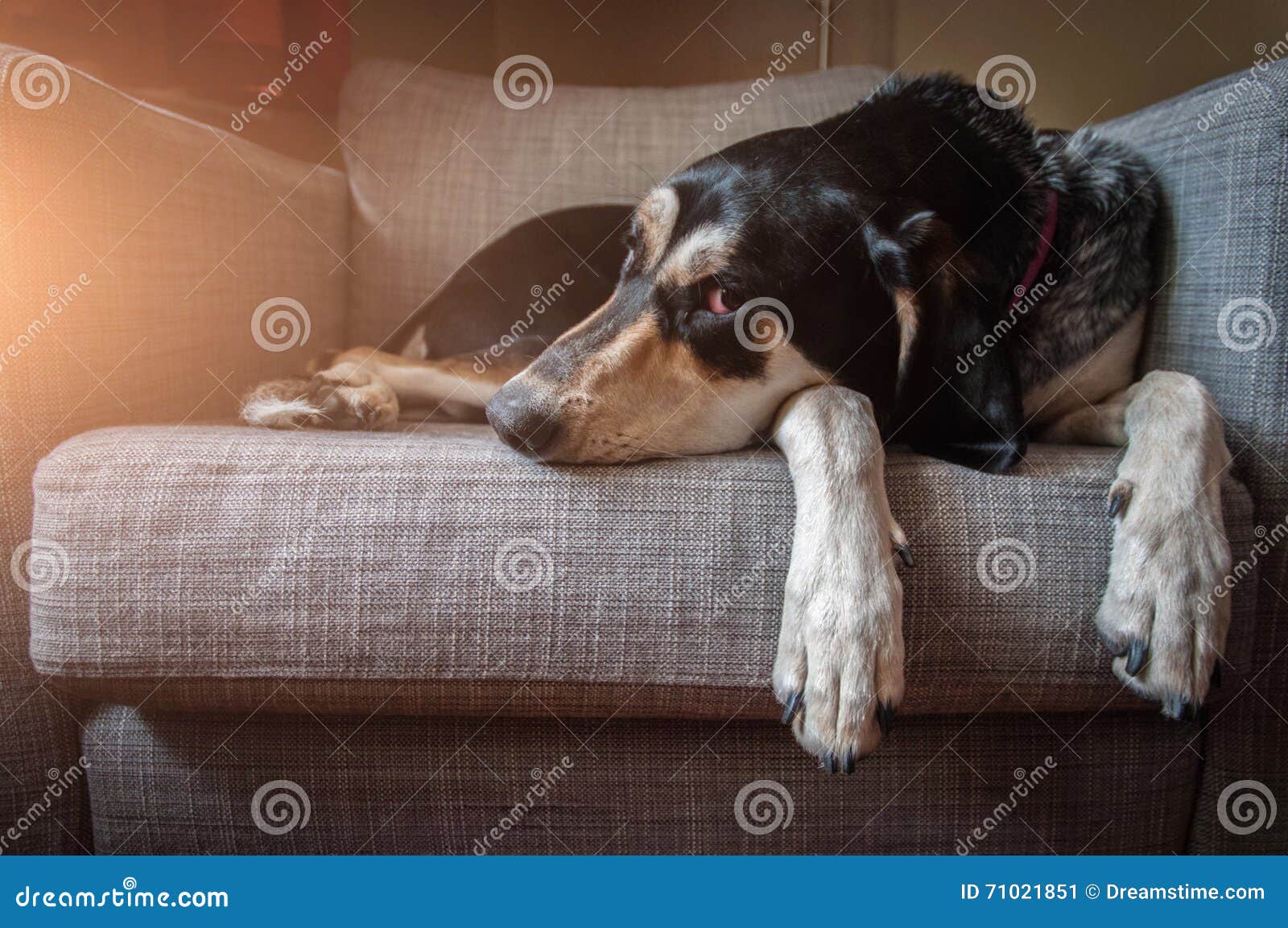The Dog is Lying on the Couch and Pitifully Looks at the Camera. Stock ...