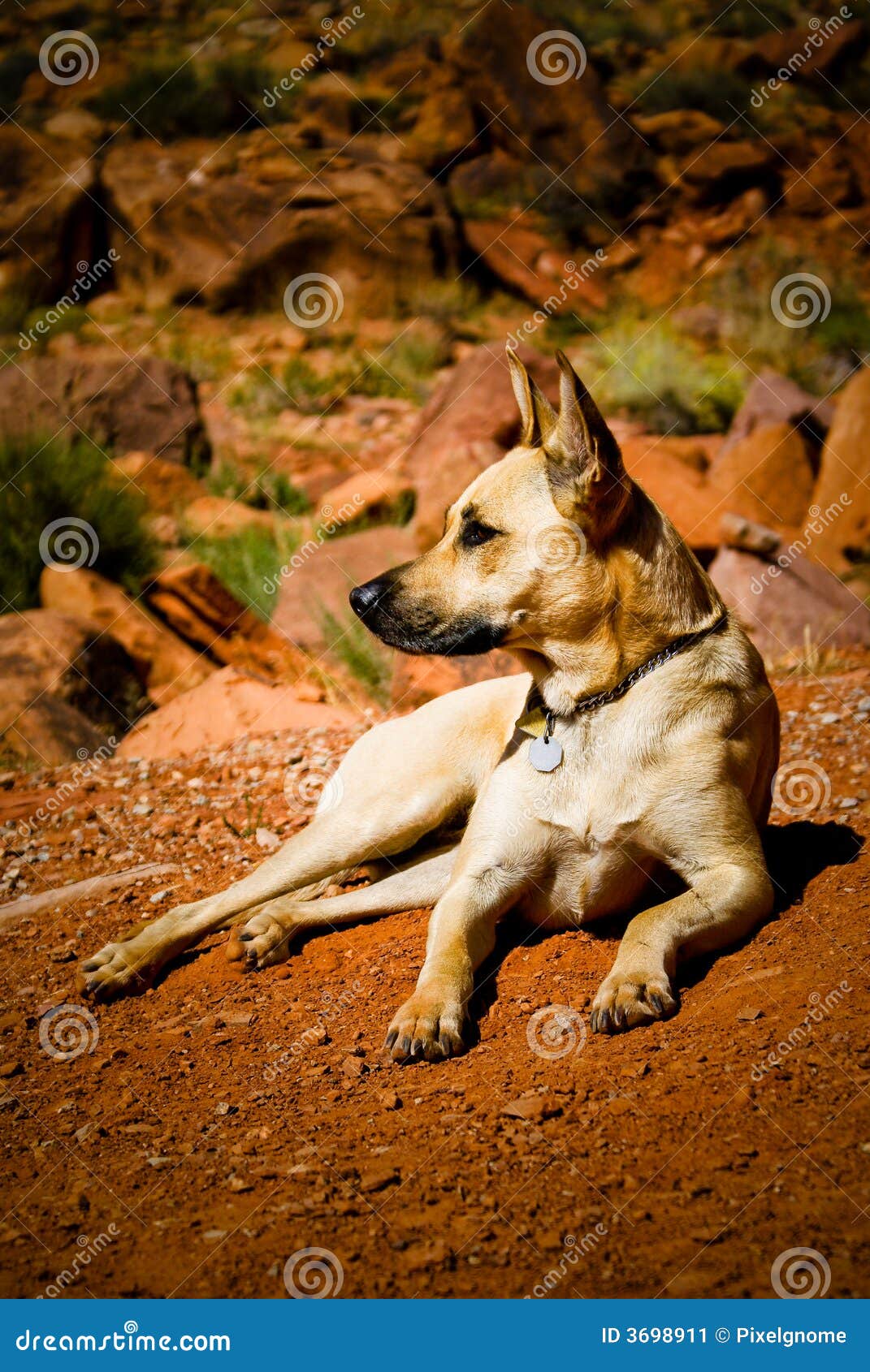 Dog lying in desert stock image. Image of lying, attentive - 3698911