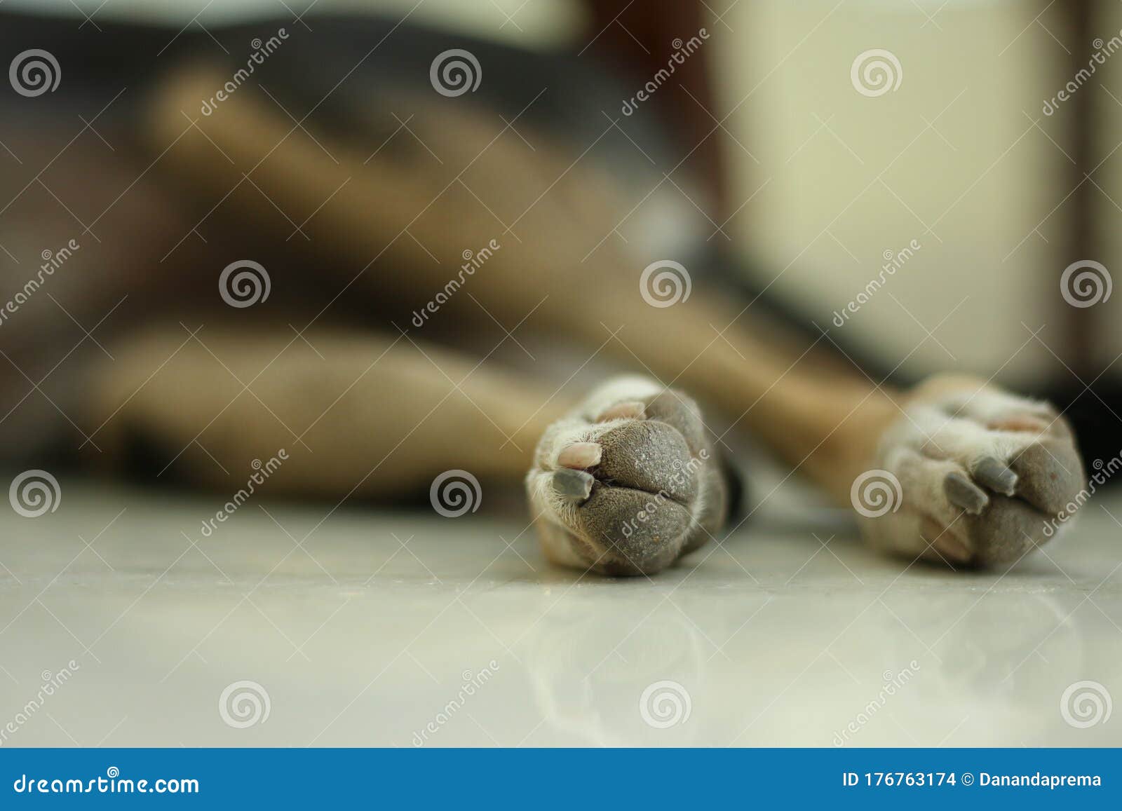 Concept photo - Dog paws stock photo. Image of floor - 176763174