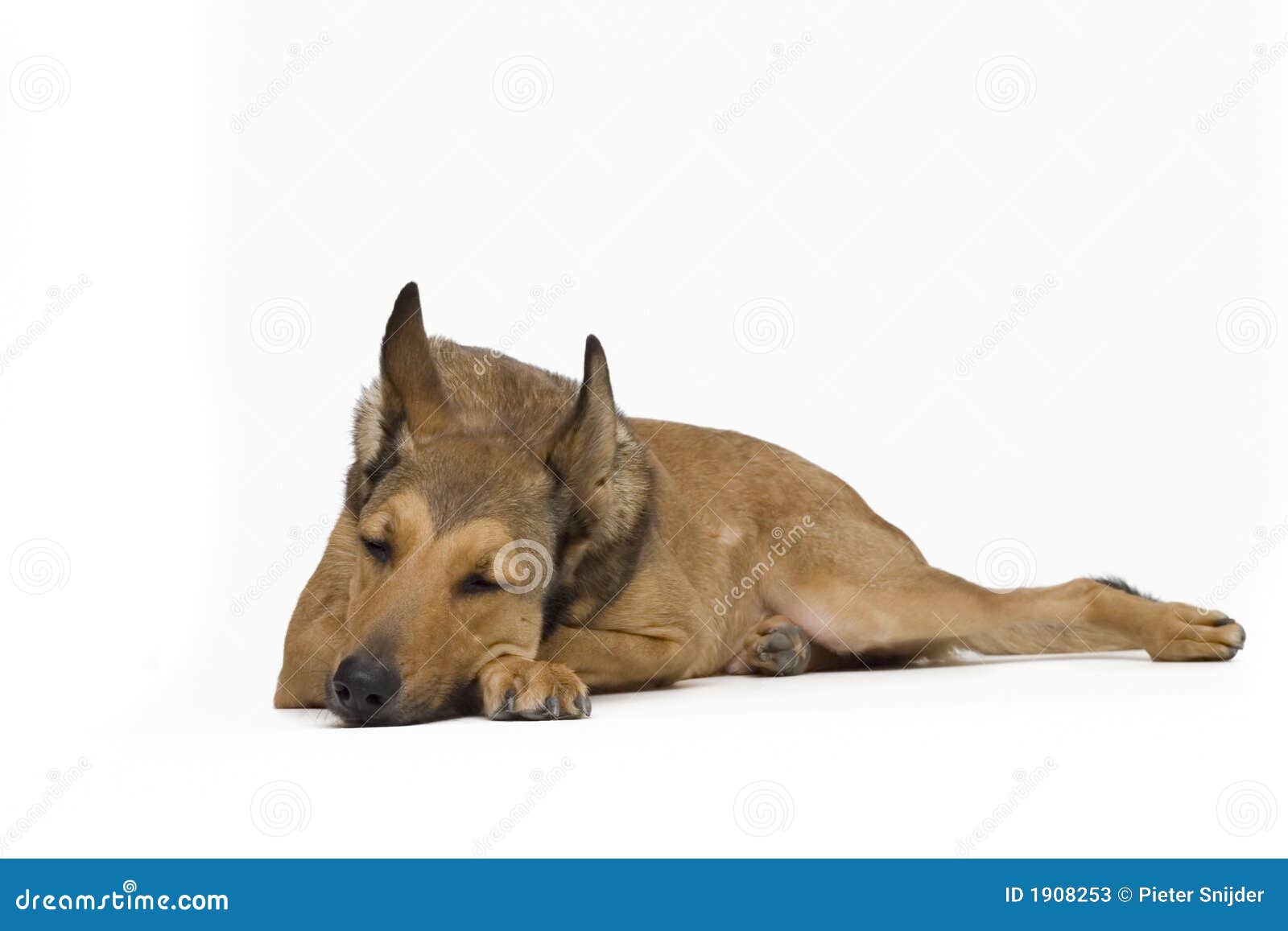 Dog Lying Down - Isolated on White Stock Image - Image of animal, lying ...