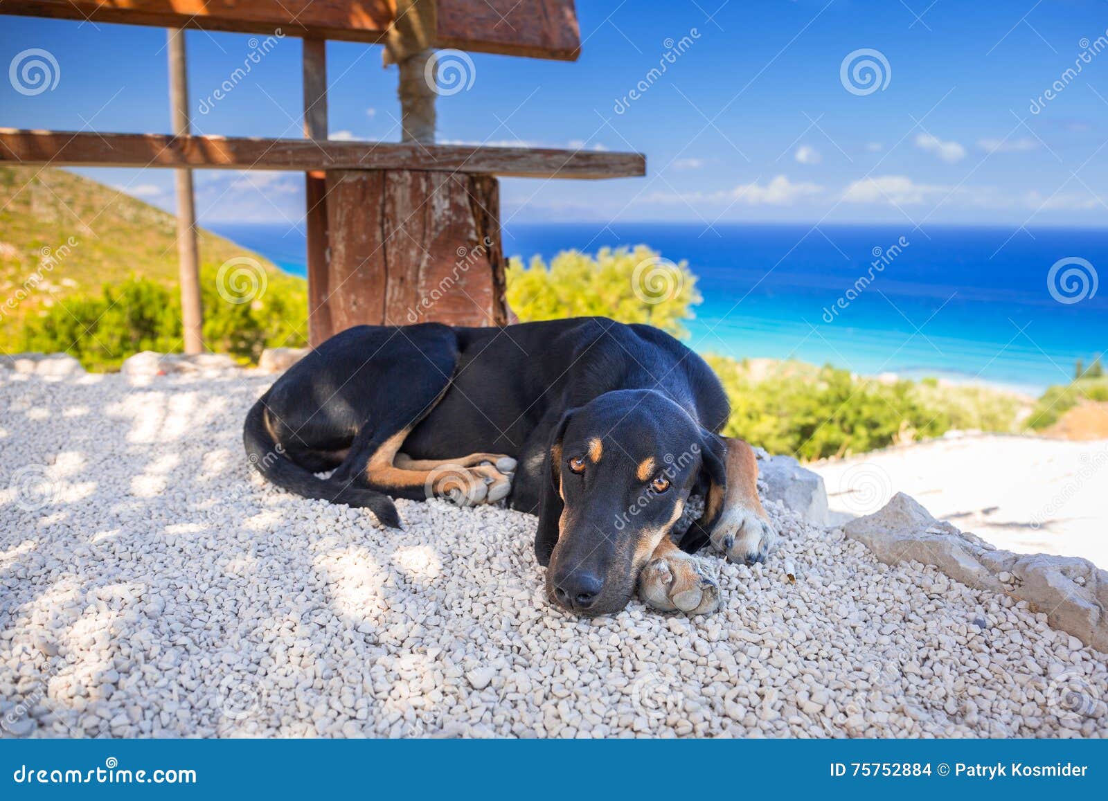 Dog Lying Down in the Shadow on Zakynthos Island Stock Photo - Image of ...