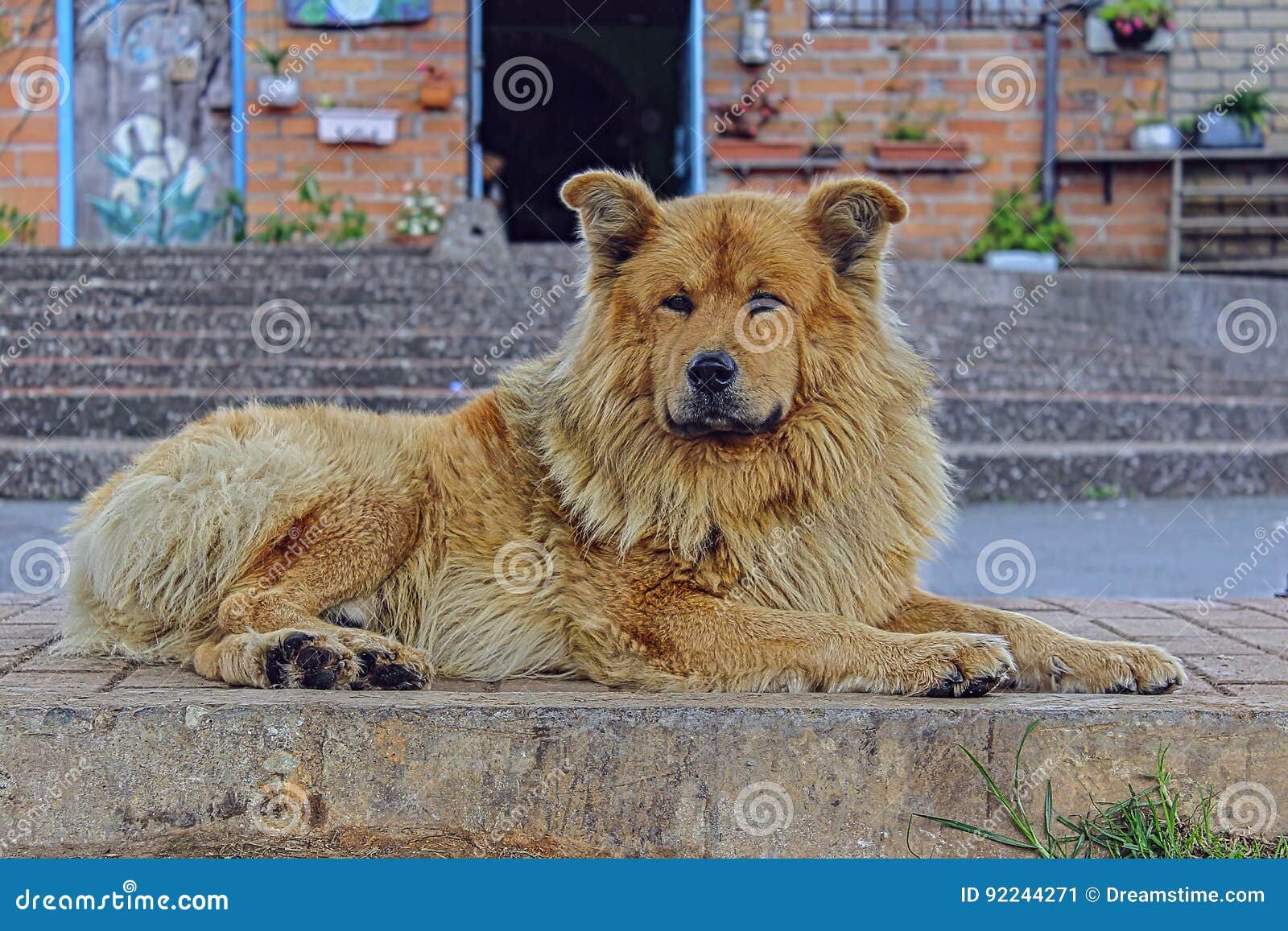 Perro acostado stock image. Image of pelaje, acostado - 92244271