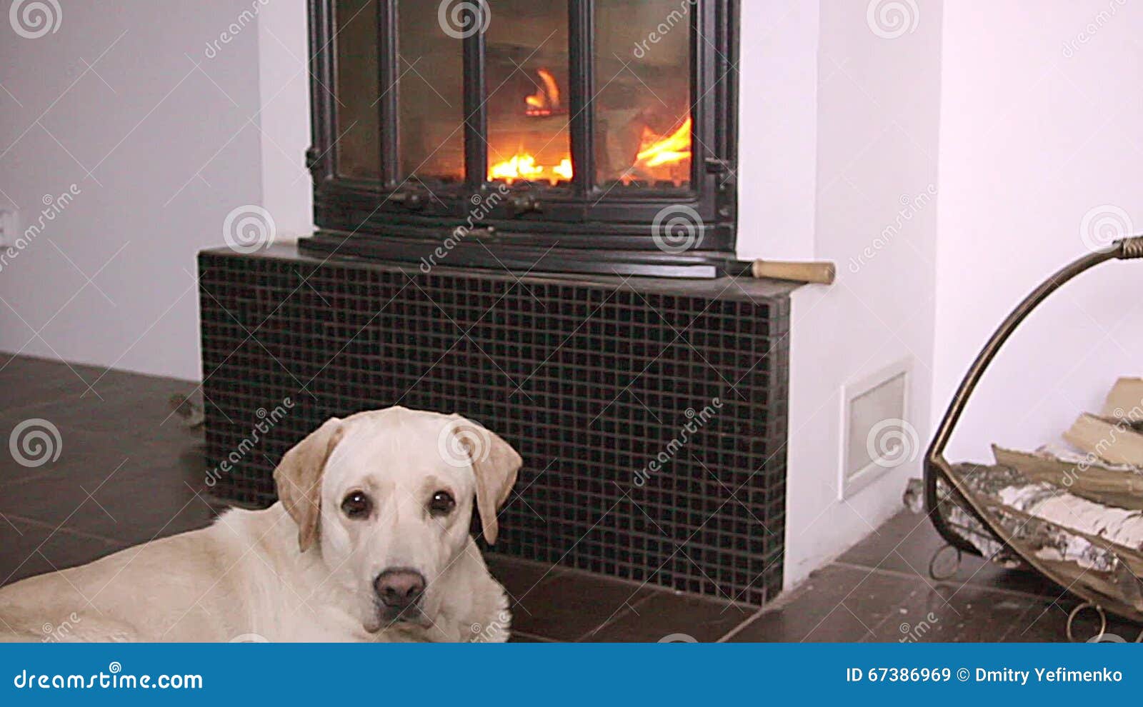 Dog Lying in Front of Fireplace Stock Video - Video of animal, bonfire ...