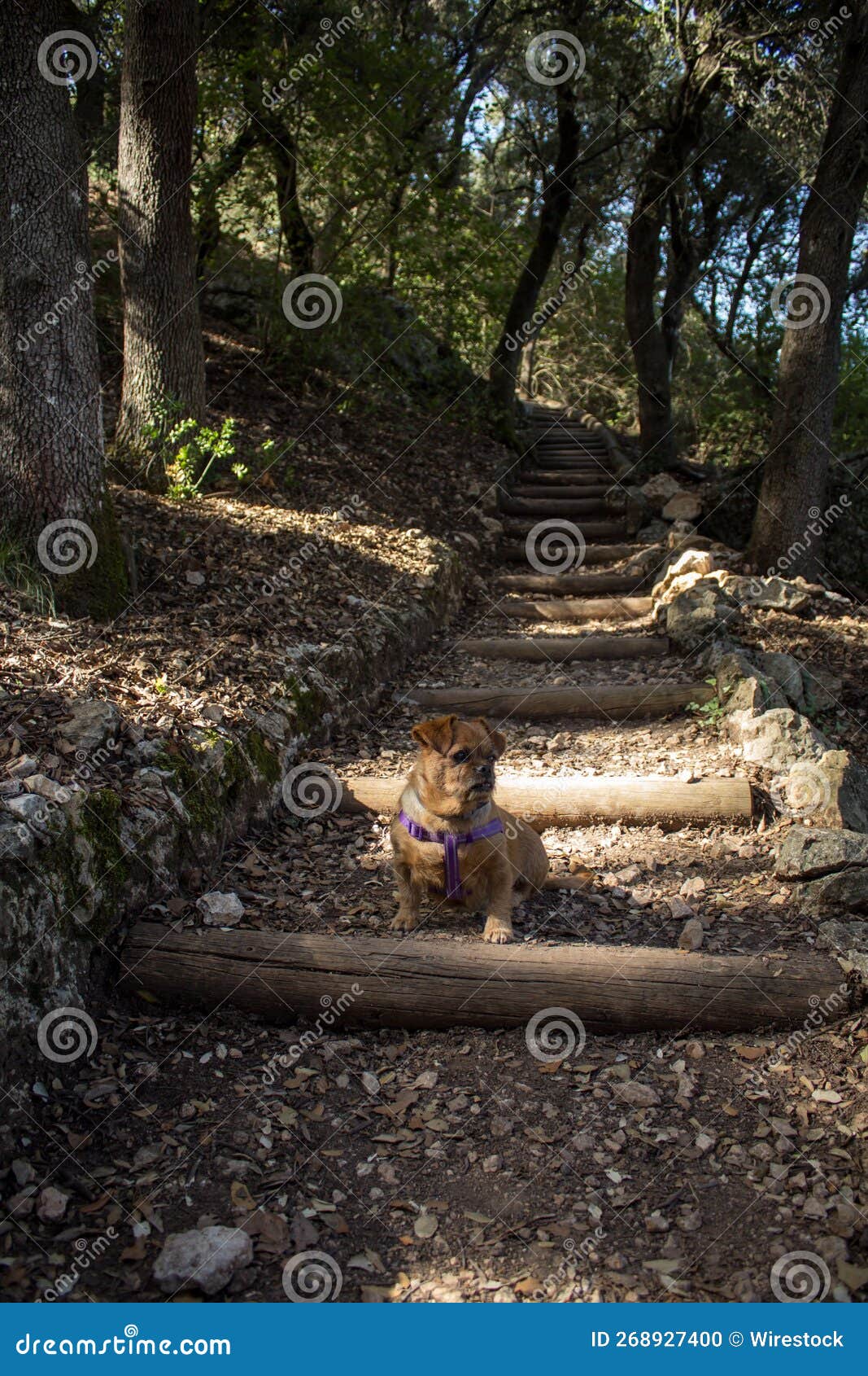 Dog lying in a park path stock photo. Image of domestic - 268927400