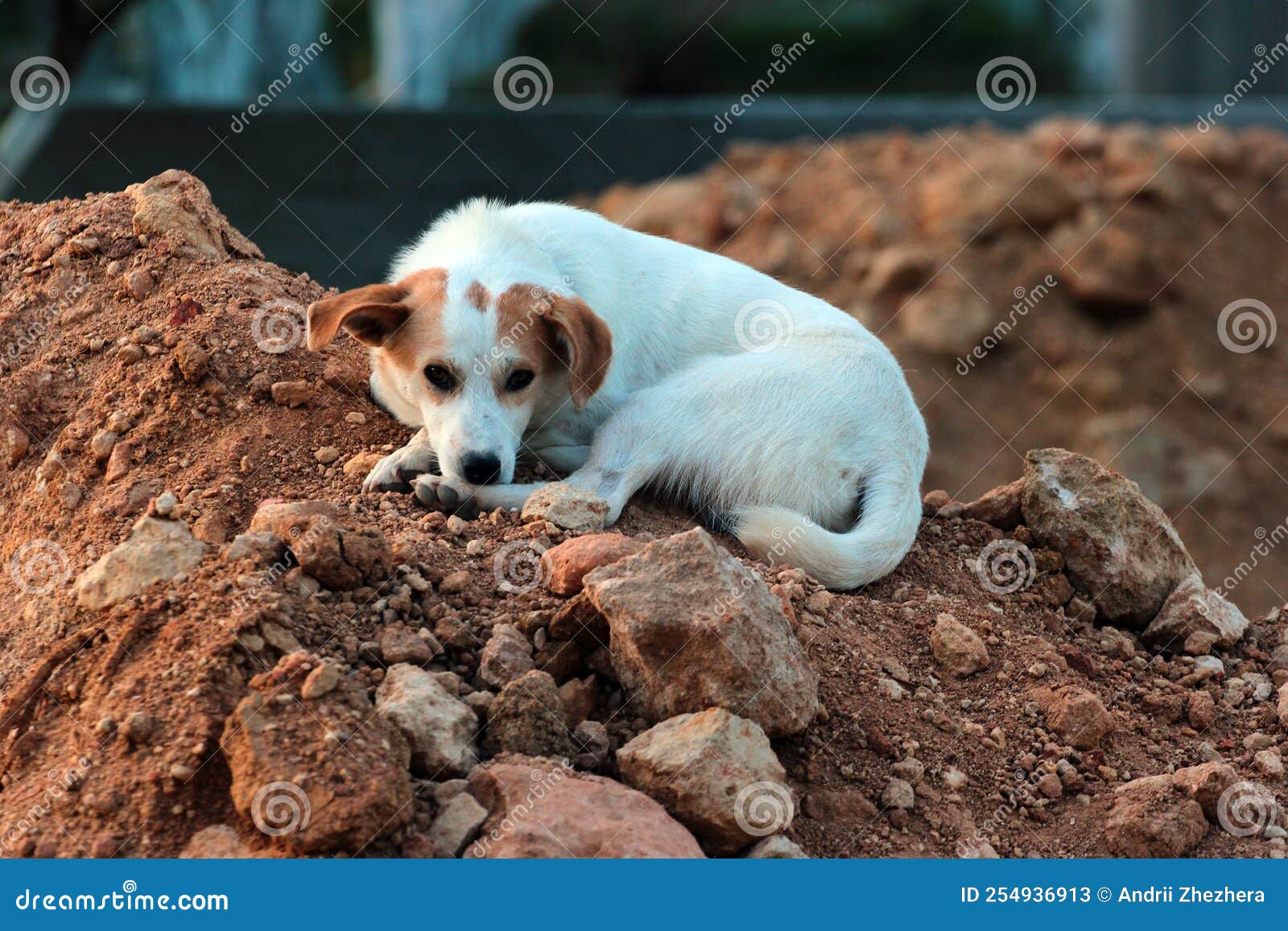 Dog Lying on a Pile of Soil and Having a Rest Stock Image - Image of ...
