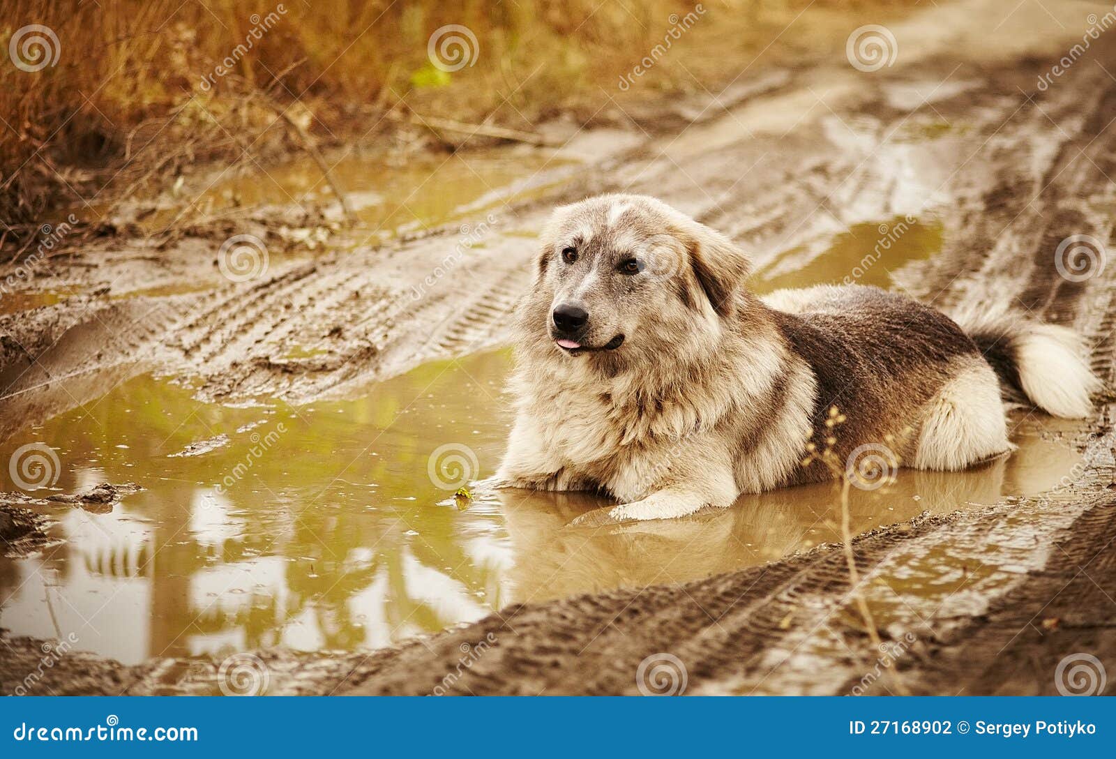 Dog lying in a puddle stock photo. Image of meadow, dirty - 27168902