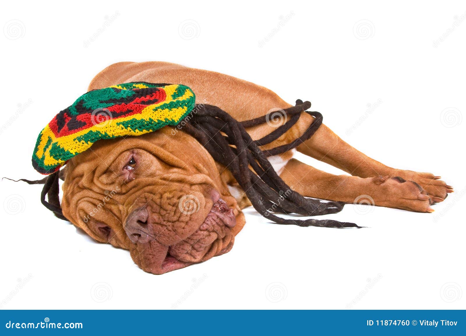 Rastafarian Hat Dog Royalty-Free Stock Photo | CartoonDealer.com #10891047