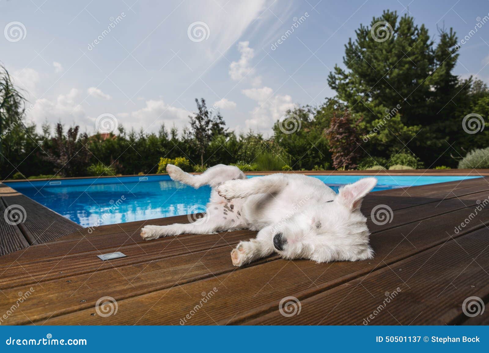 Dog lying at swimming pool stock image. Image of summer - 50501137