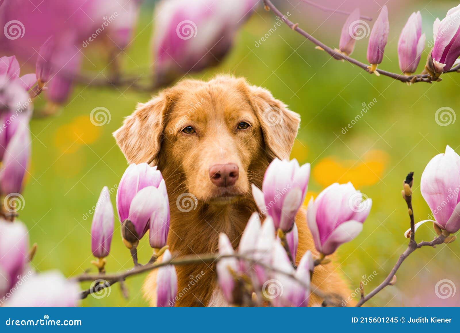 Duck Toller Dog with Magnolia Blossoms Stock Image - Image of ...