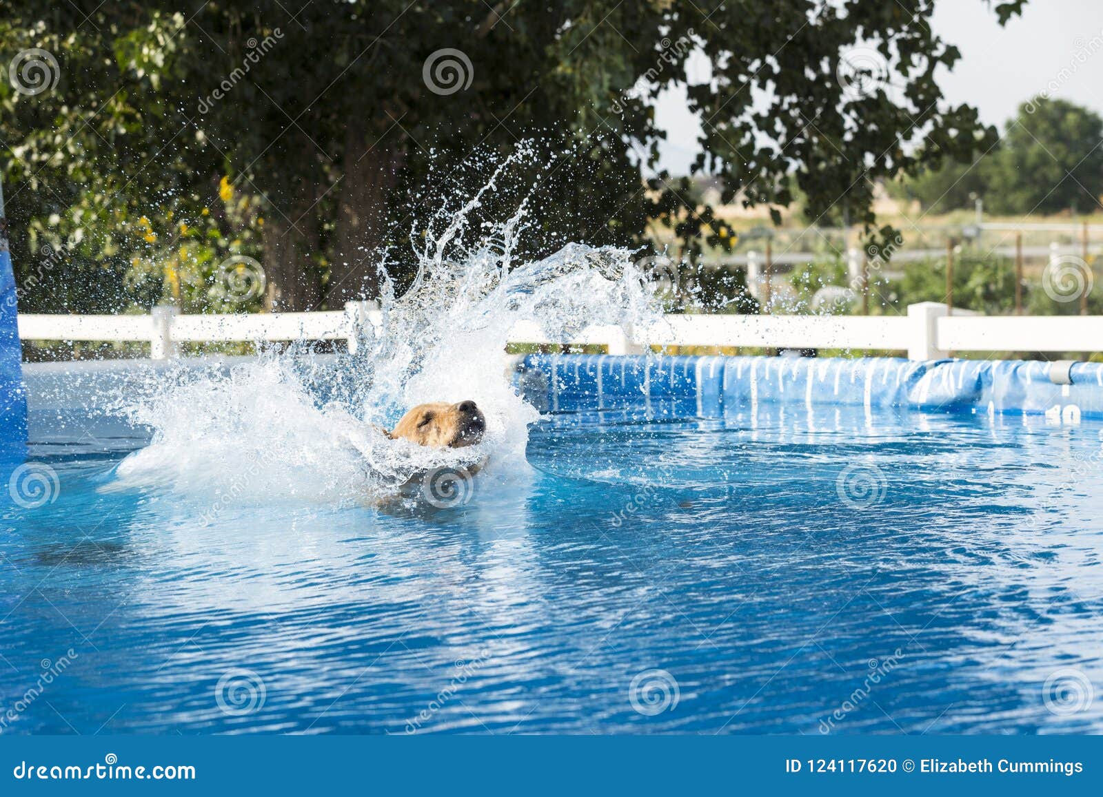 Dog making a big splash stock photo. Image of agility - 124117620