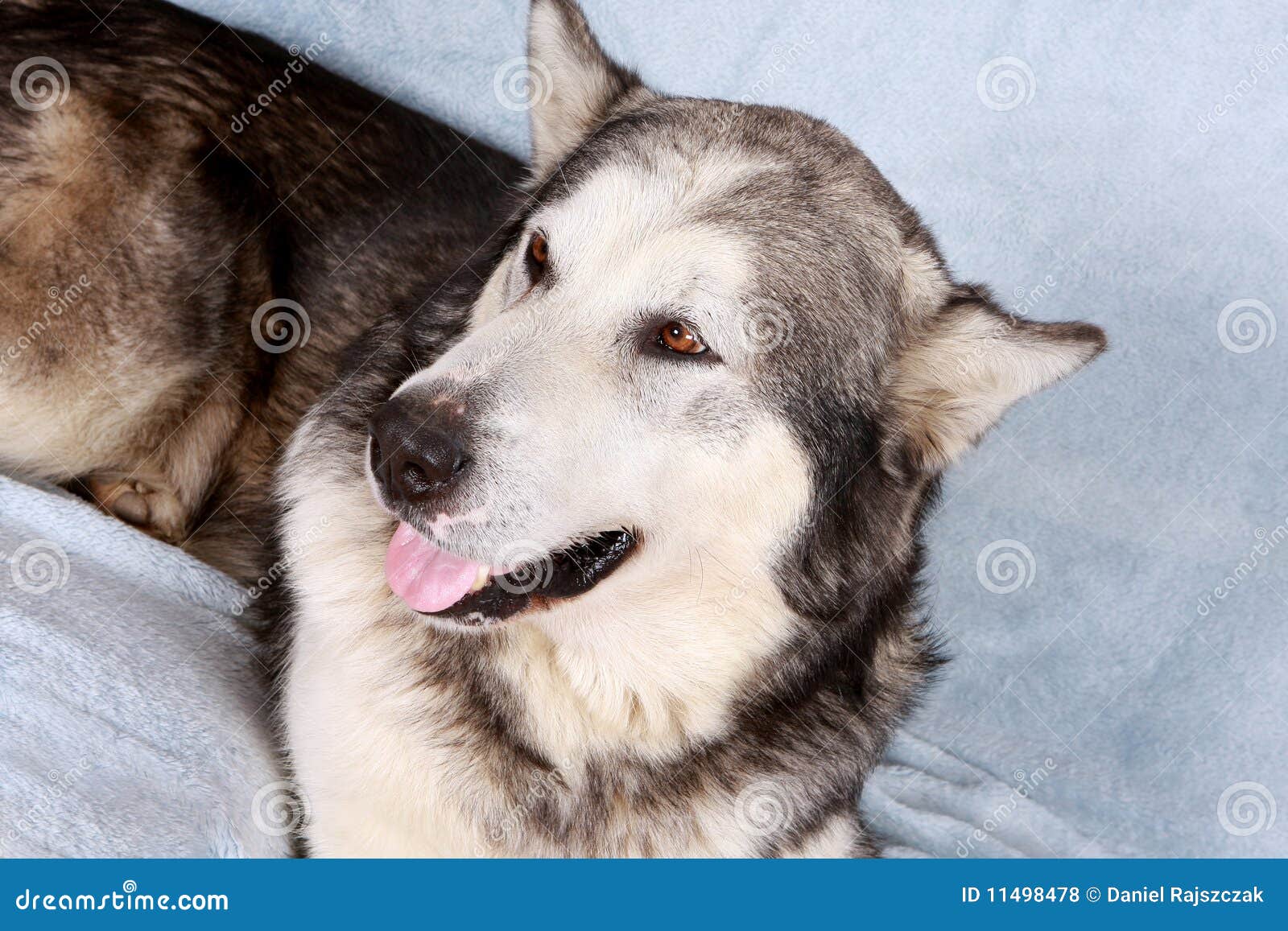 The dog malamute stock photo. Image of friend, love, mammal - 11498478