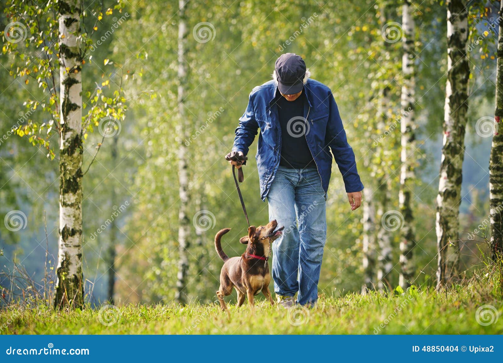 Dog man forest stock photo. Image of spring, tree, summer - 48850404