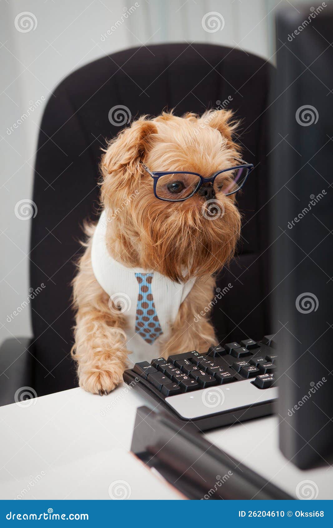 Dog Manager stock photo. Image of griffon, computer, business - 26204610