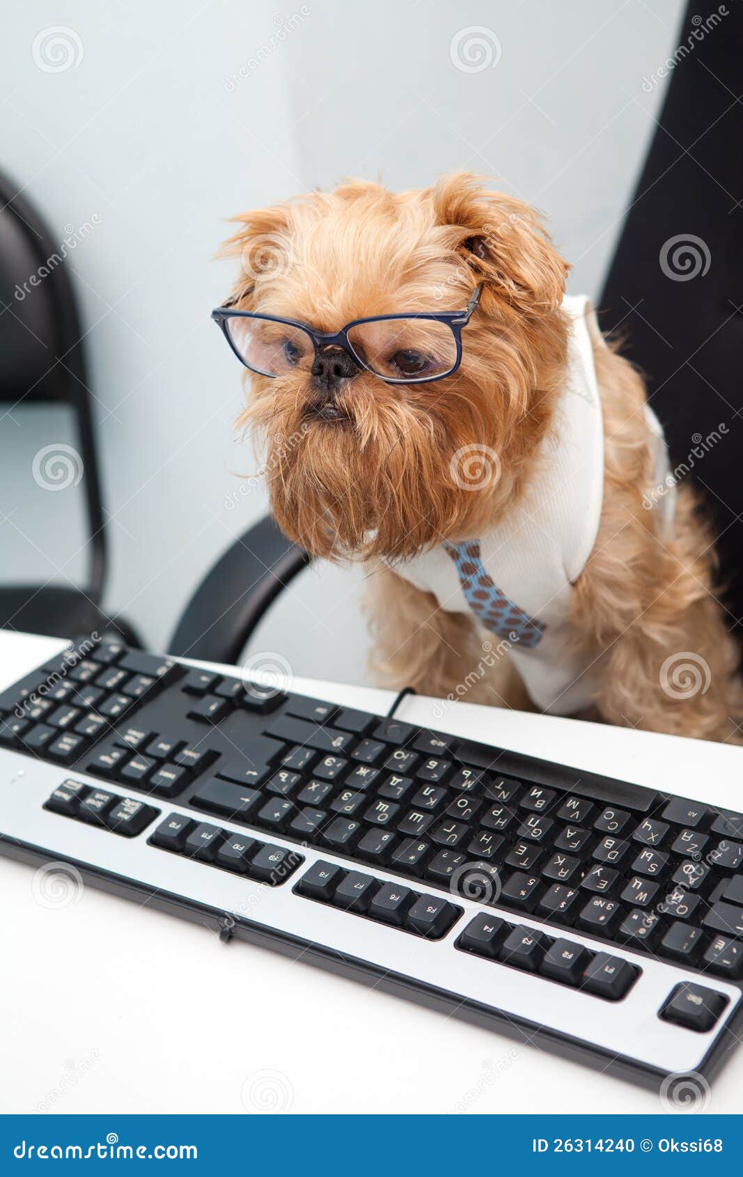 Dog Manager stock photo. Image of manager, professional - 26314240