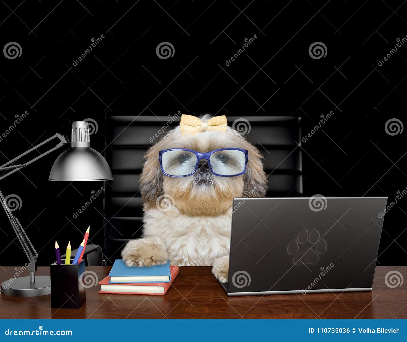 Dog Manager in Glasses is Doing Some Work on the Computer. on Black ...