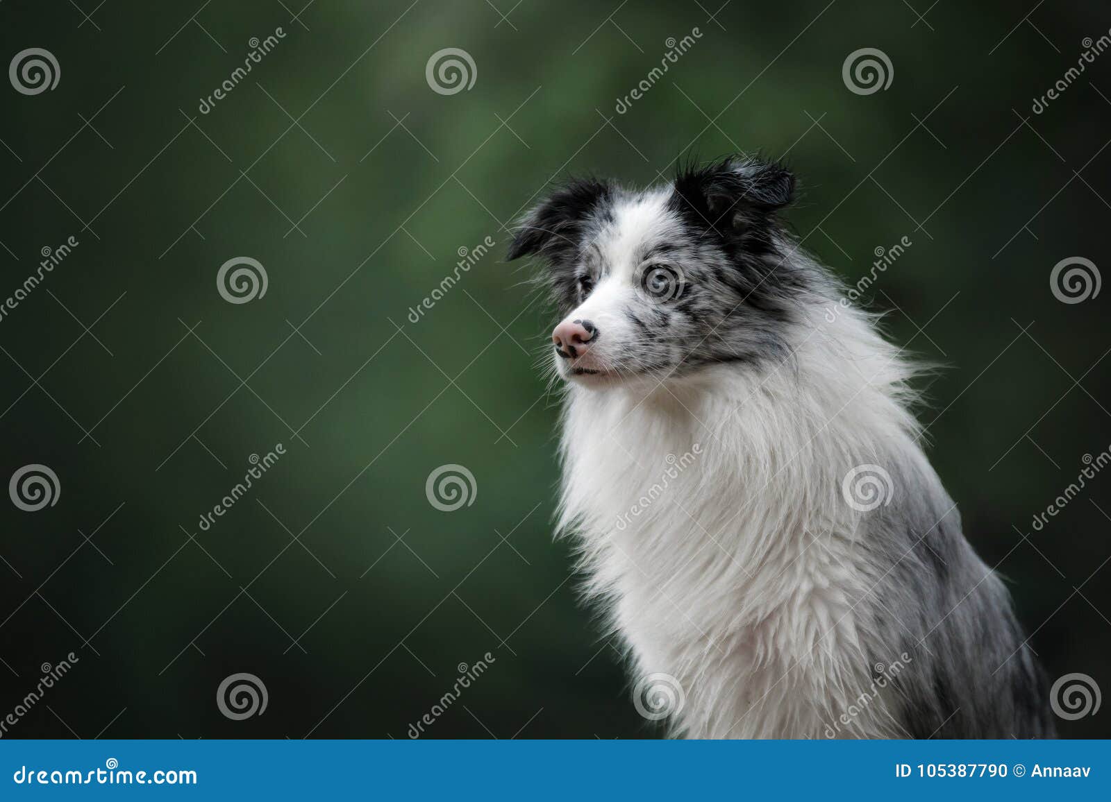 Dog Marble Border Collie Outdoors Stock Photo - Image of white, summer ...