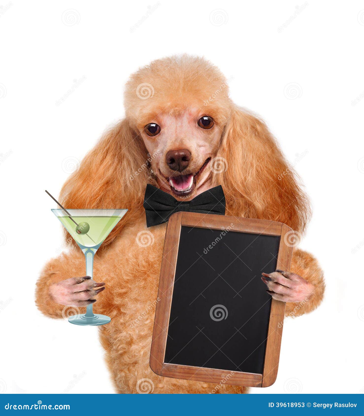 Dog with a martini stock image. Image of joke, cocktail - 39618953