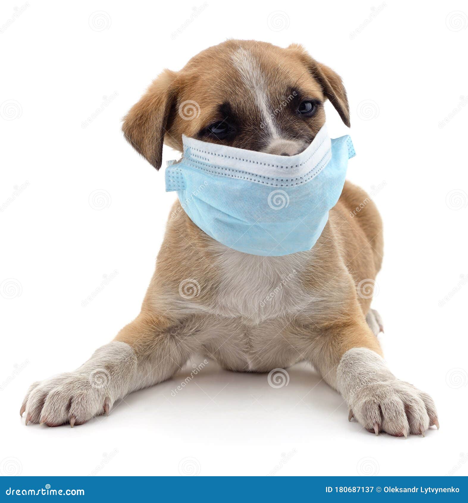 Dog in mask stock image. Image of beautiful, medicine - 180687137