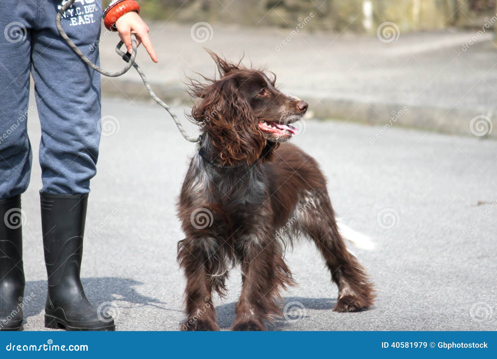 Dog and Master 2 stock image. Image of spaniel, heel - 40581979