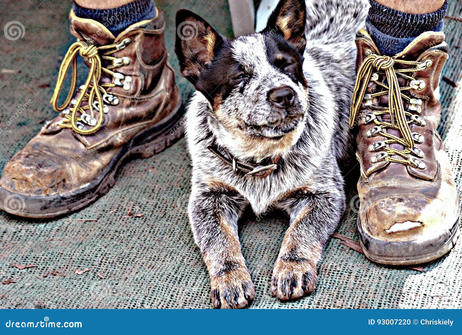 Dog and Master stock photo. Image of stimulation, satisfactorily - 93007220