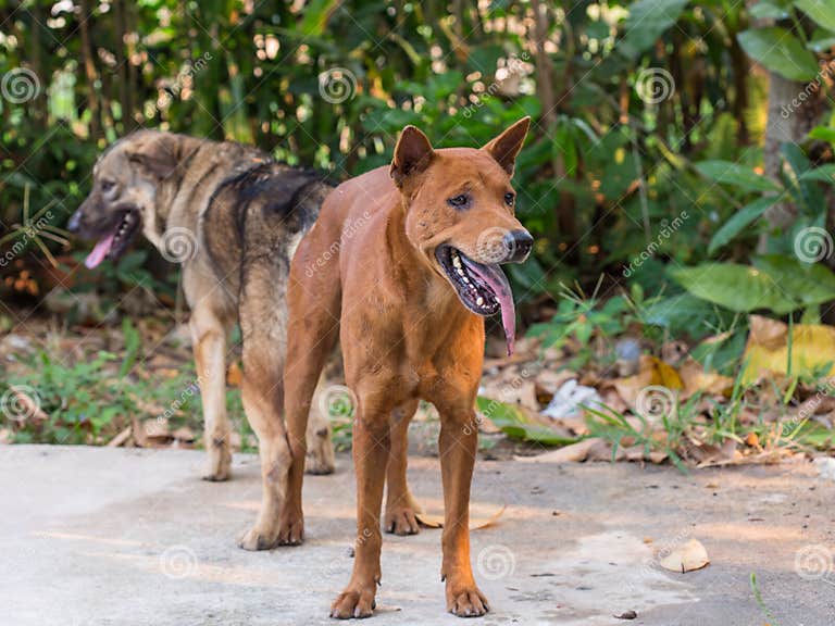 Dog mating stock image. Image of cute, pedigree, activity - 29545659