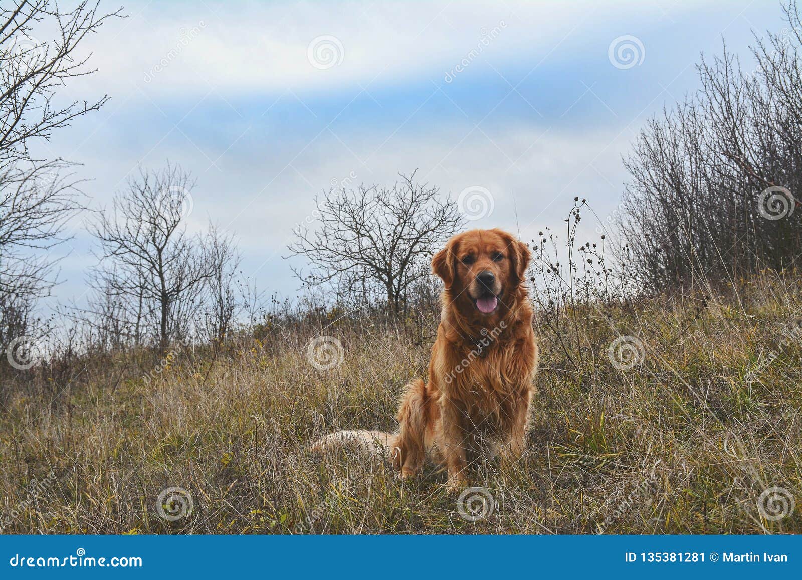 Dog on a meadow stock image. Image of country, watching - 135381281