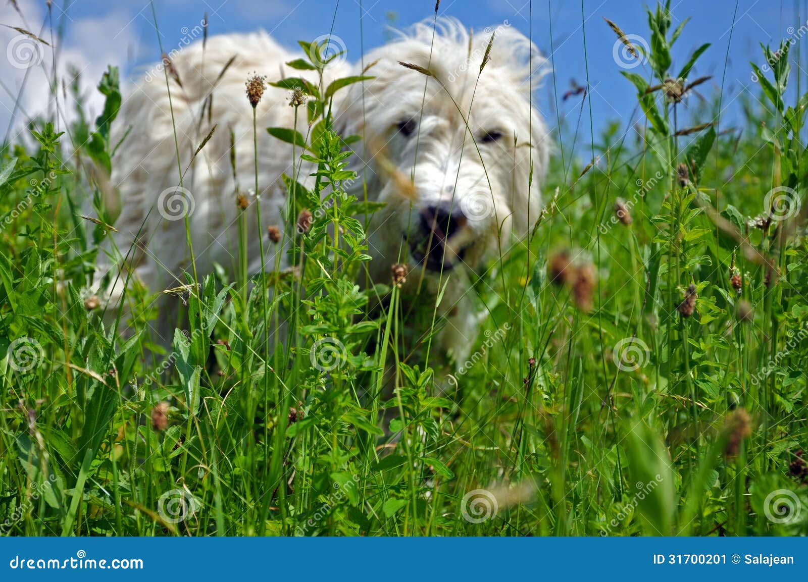 Dog in a meadow stock image. Image of pastoral, mammal - 31700201