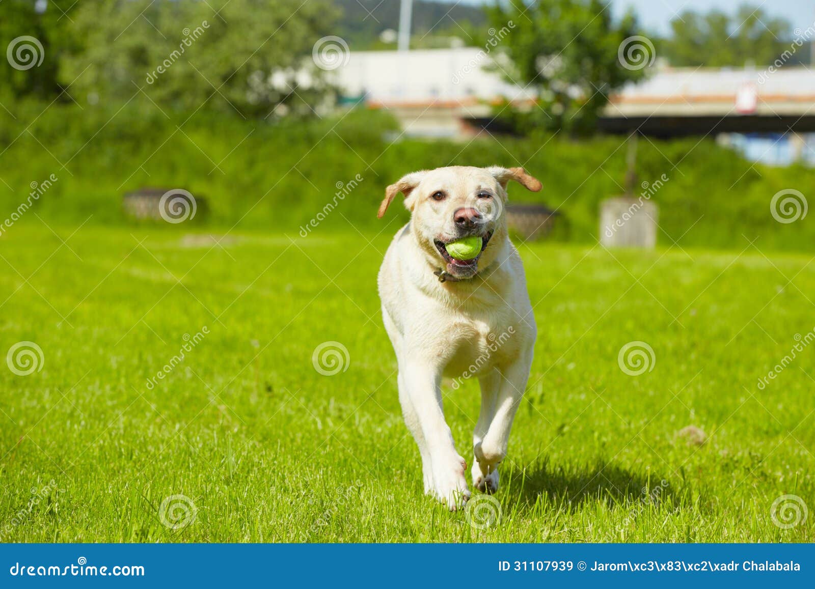 Dog on meadow stock image. Image of nature, meadow, beautiful - 31107939