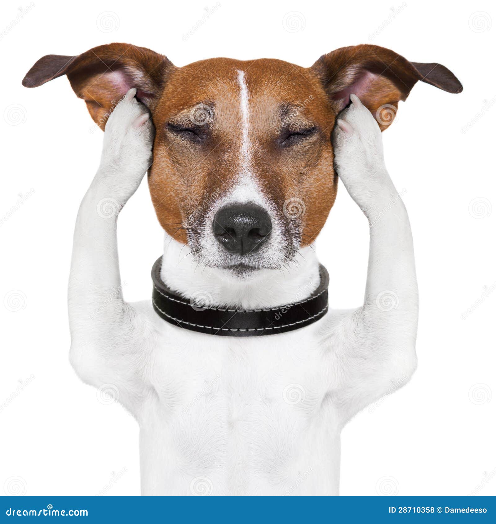 Dog meditation stock photo. Image of isolated, funny - 28710358
