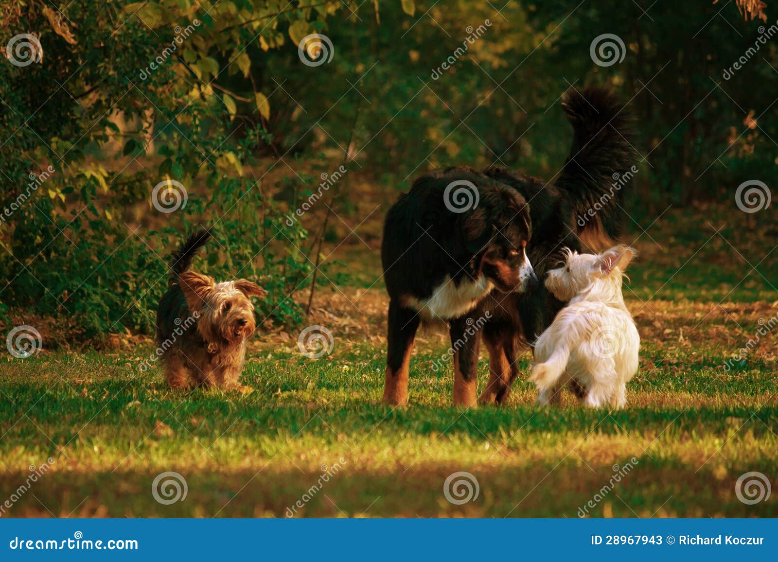 Dog meeting stock image. Image of park, meet, animal - 28967943