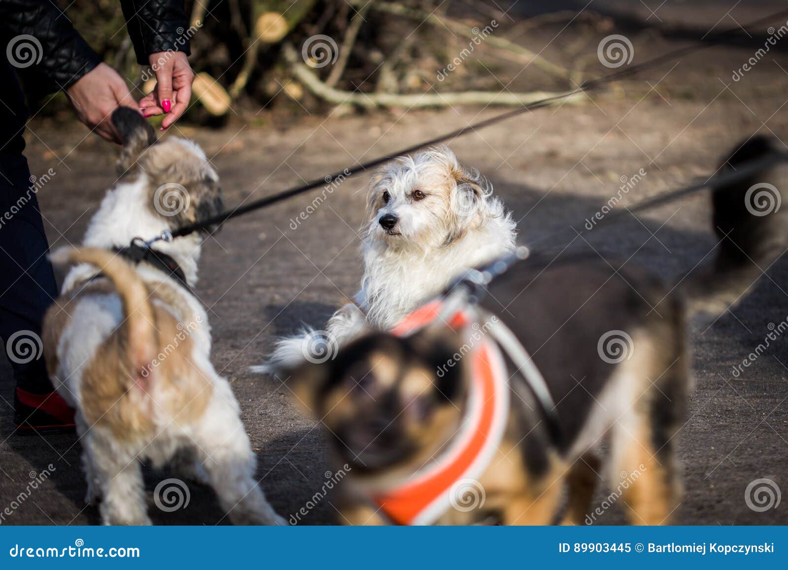 Dog meeting in the park stock image. Image of small, mammal - 89903445
