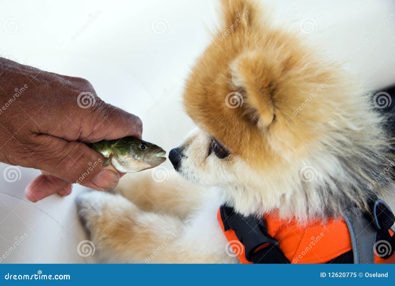 Dog Meets Fish stock image. Image of humor, boat, sniffing - 12620775