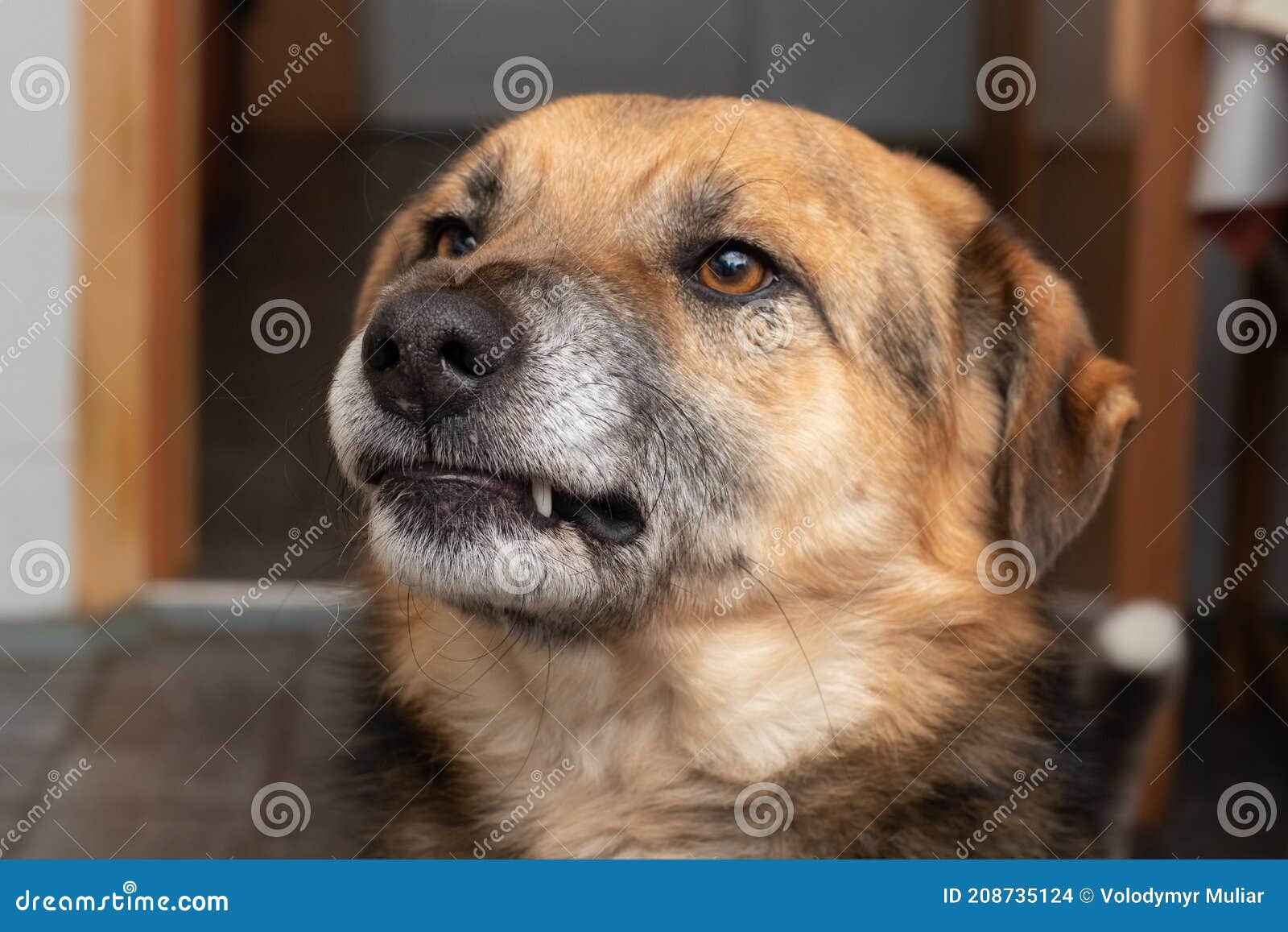 Dog with a Menacing Look in the Room Close Up Stock Photo - Image of ...