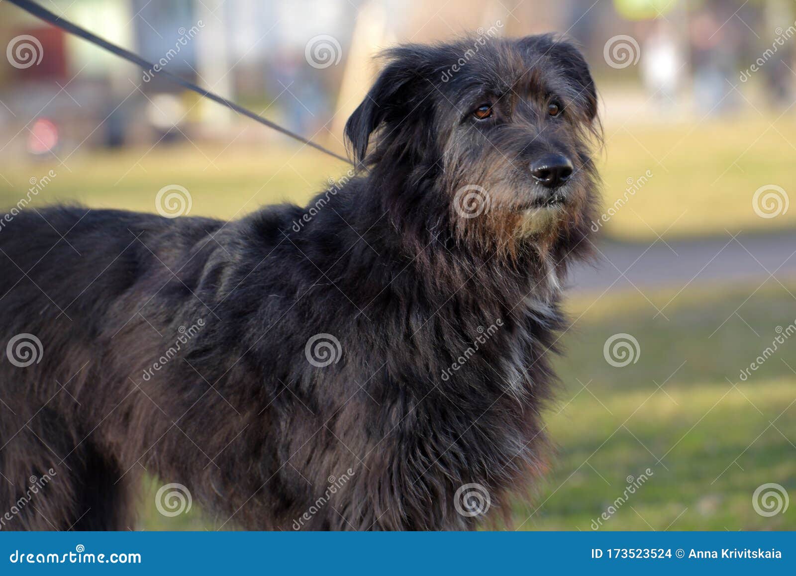 Dog Mestizo Terrier for a Walk in the Summer Stock Photo - Image of ...