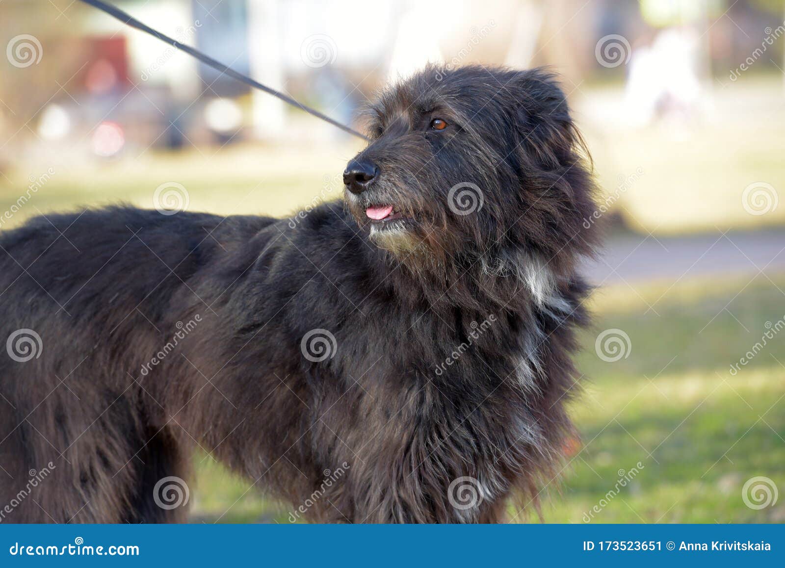 Dog Mestizo Terrier for a Walk in the Summer Stock Image - Image of ...