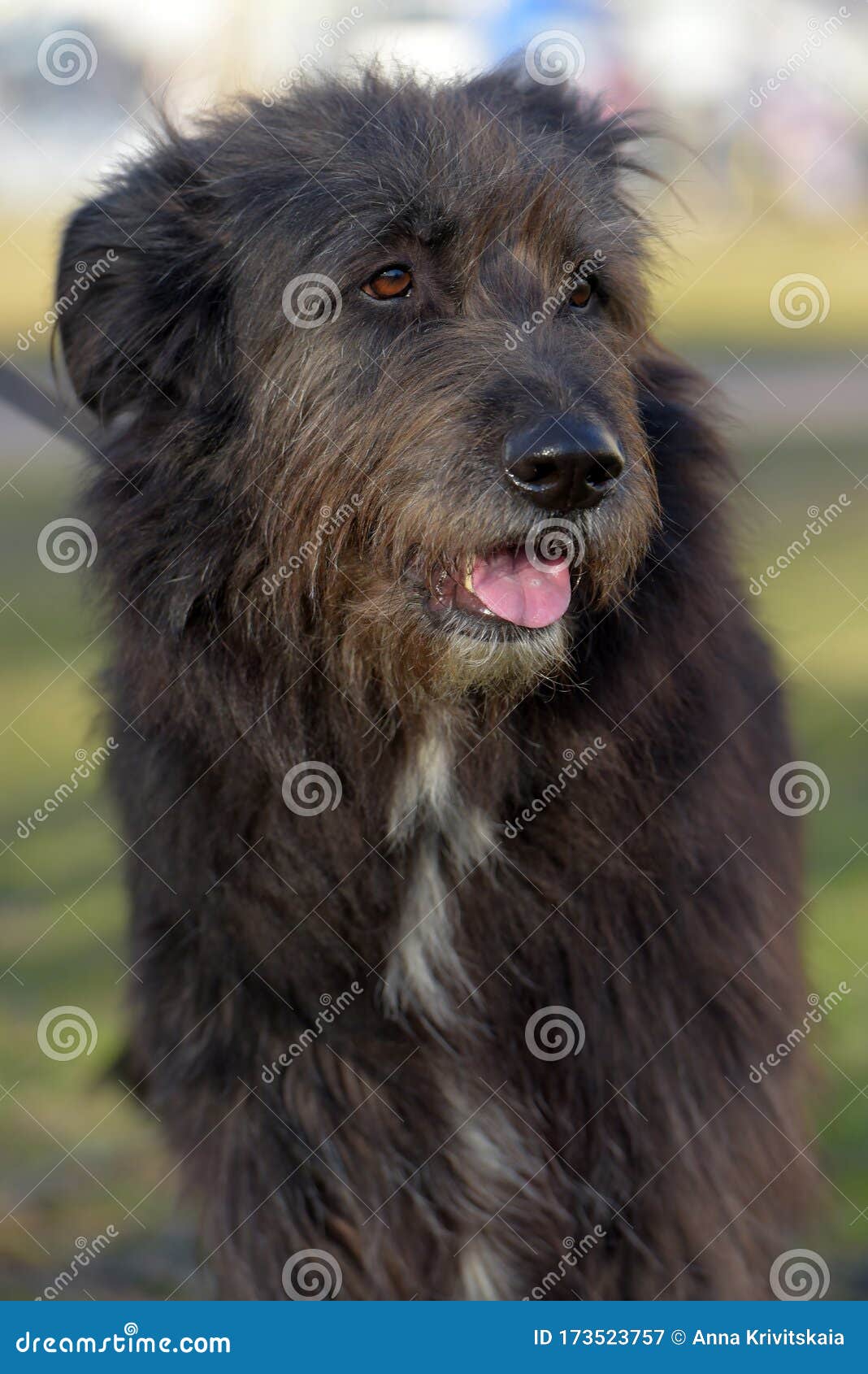Dog Mestizo Terrier for a Walk in the Summer Stock Image - Image of ...