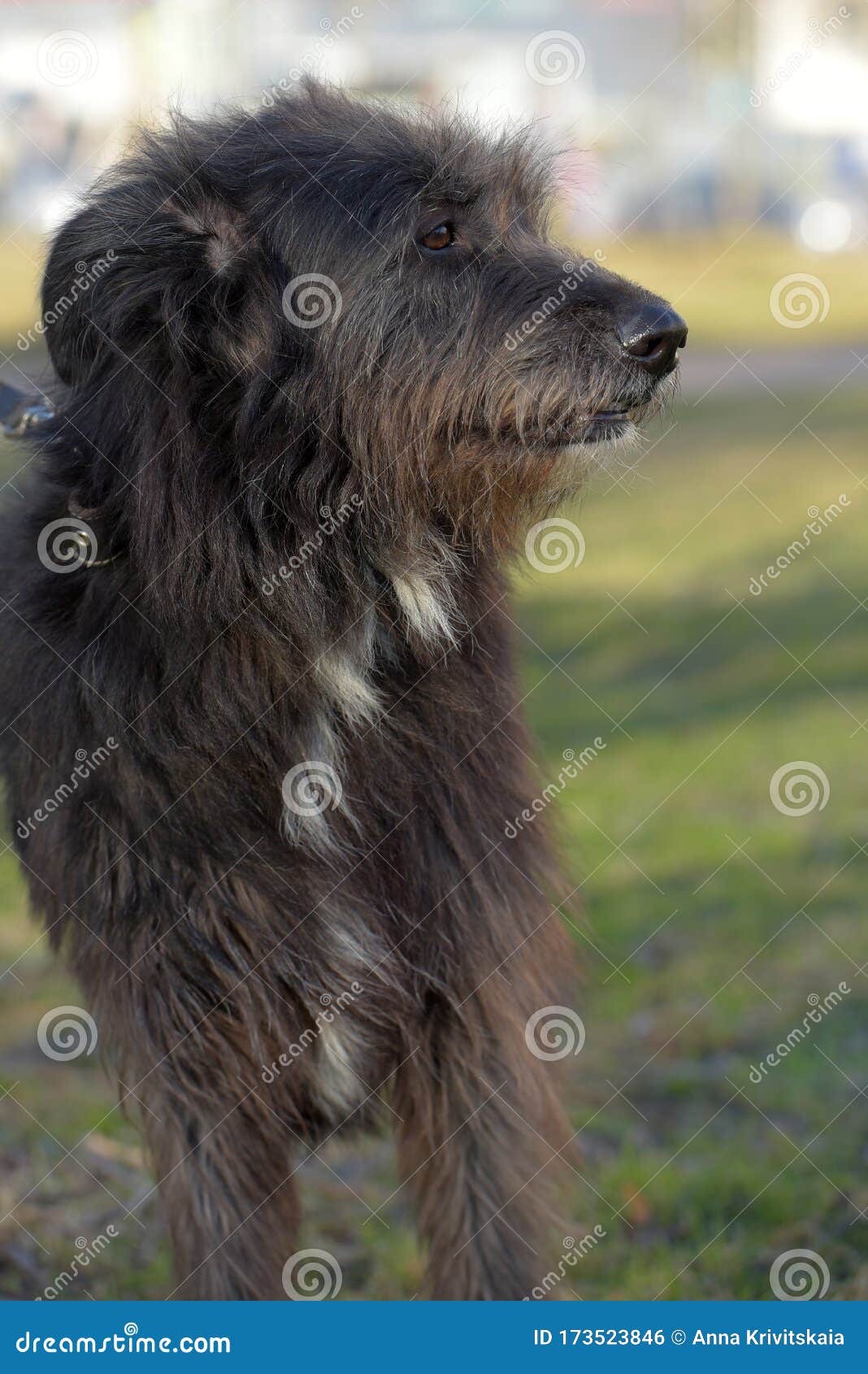 Dog Mestizo Terrier for a Walk in the Summer Stock Photo - Image of ...
