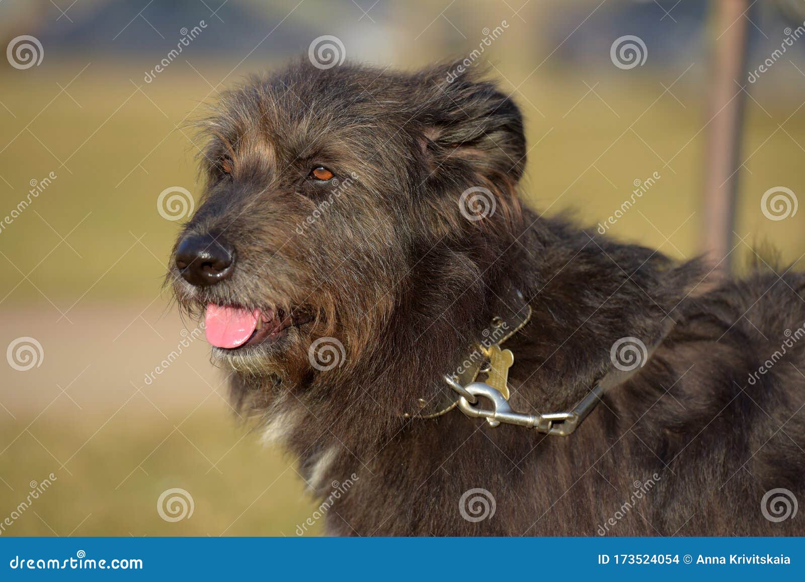 Dog Mestizo Terrier for a Walk in the Summer Stock Photo - Image of ...