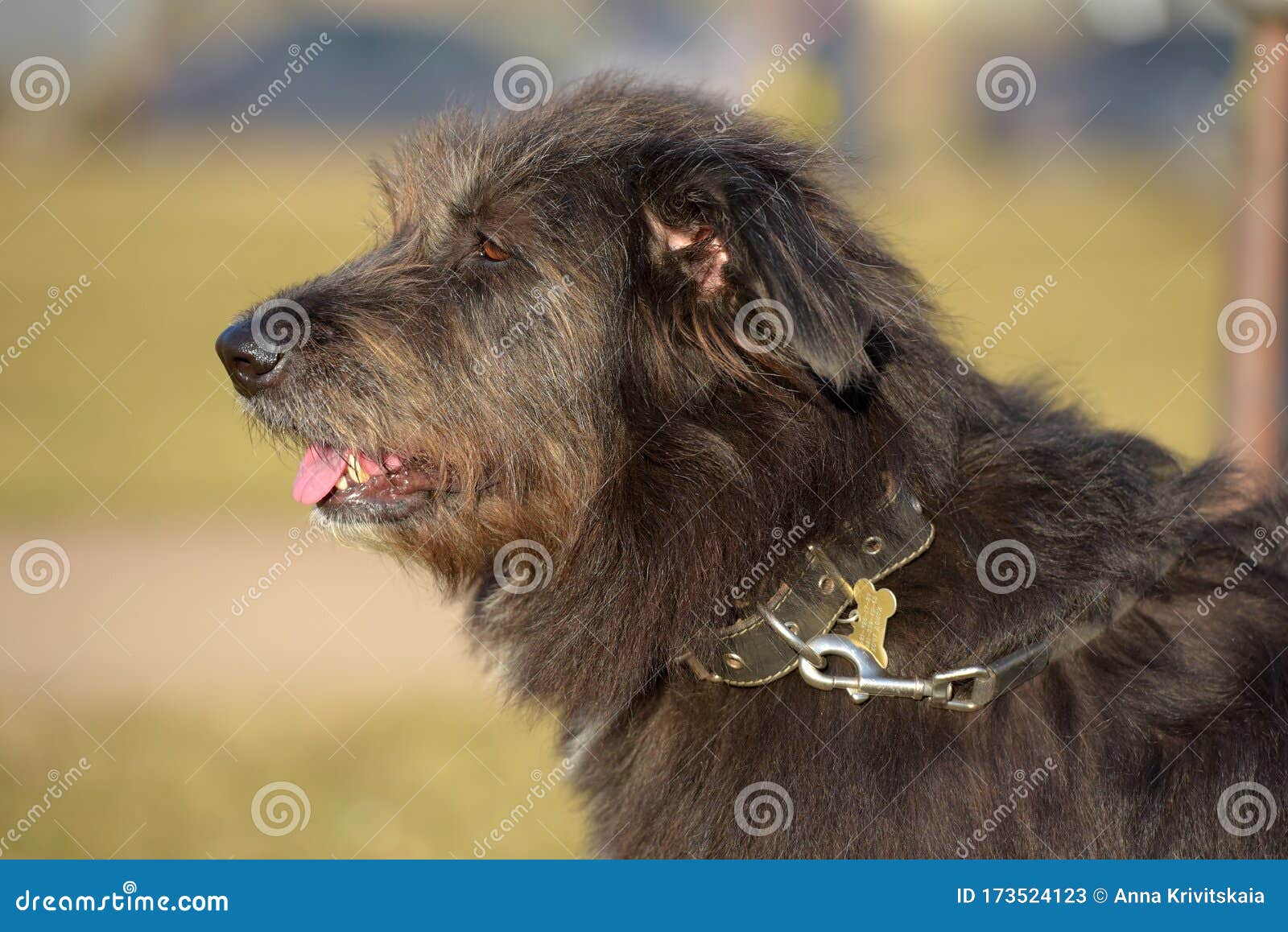 Dog Mestizo Terrier for a Walk in the Summer Stock Image - Image of ...