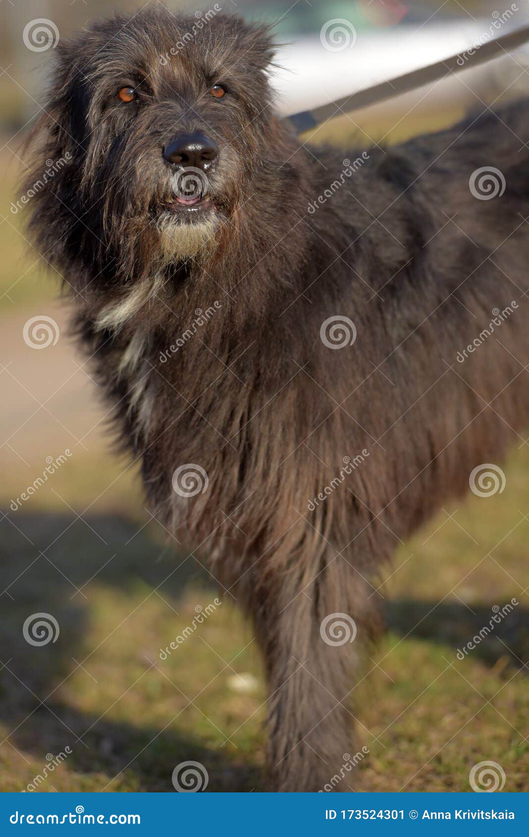 Dog Mestizo Terrier for a Walk in the Summer Stock Image - Image of ...