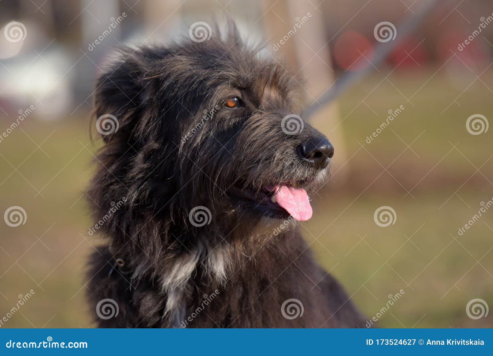 Dog Mestizo Terrier for a Walk in the Summer Stock Image - Image of ...