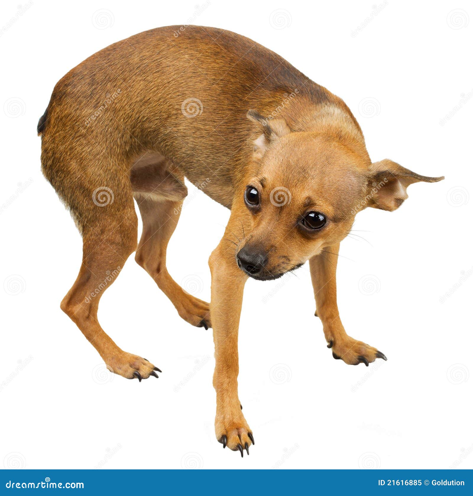 Dog Mini - Russian Toy Terrier Stock Image - Image of back, animal ...