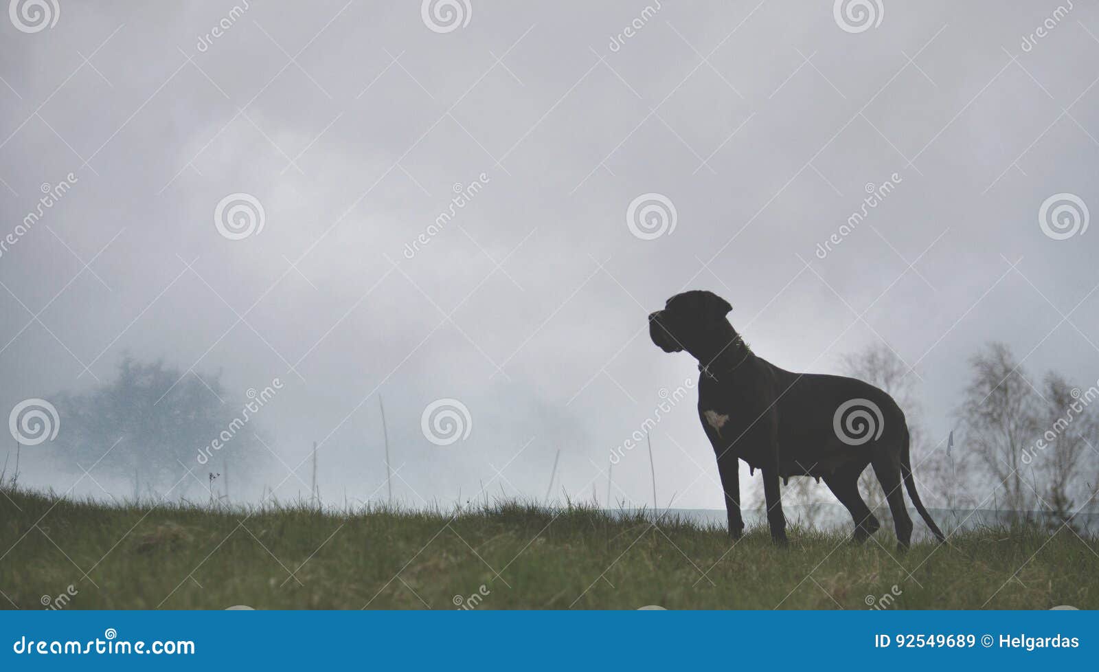 Dog in a mist stock image. Image of spring, dane, early - 92549689