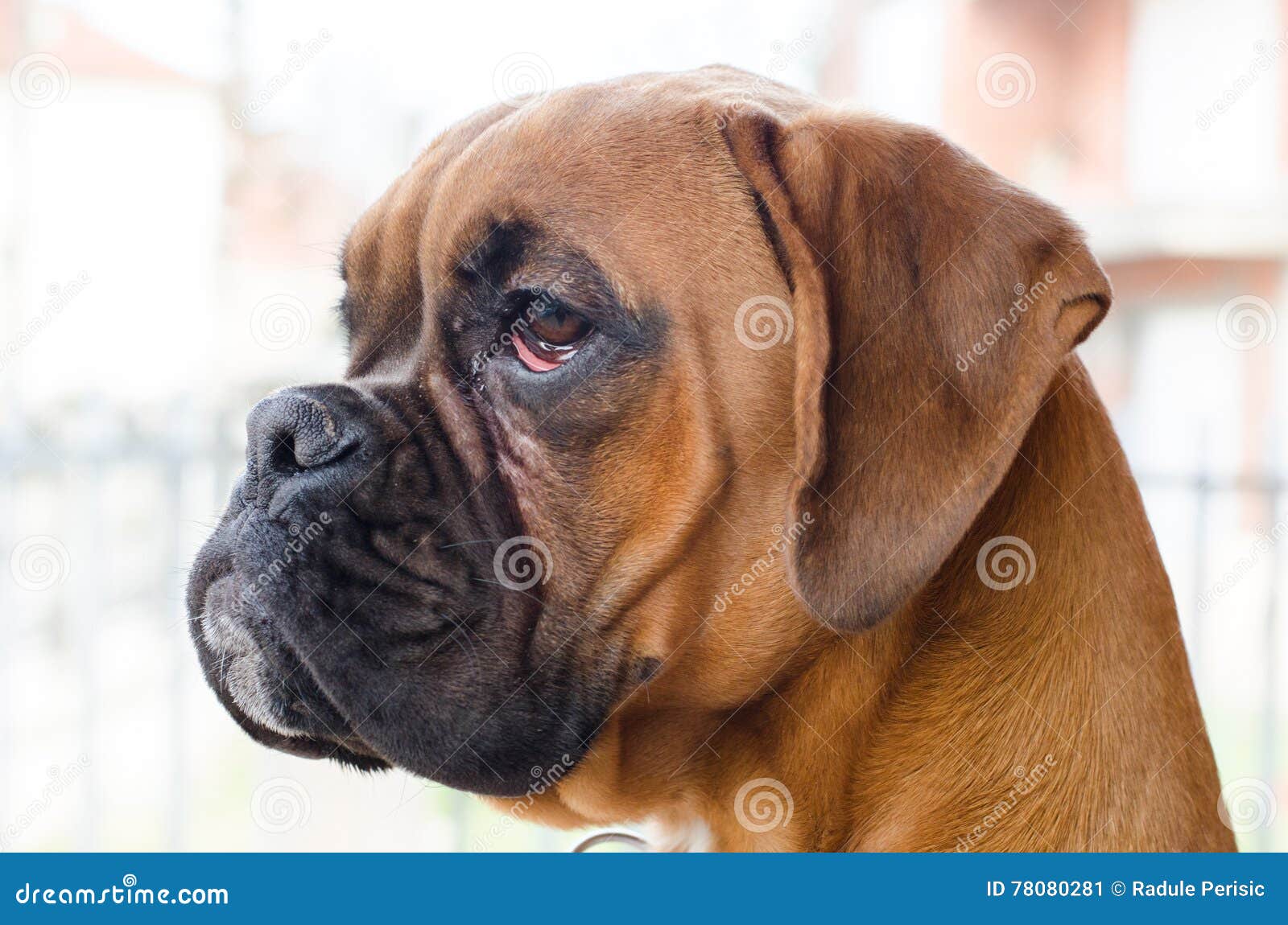Dog model stock image. Image of playful, breed, tracker - 78080281