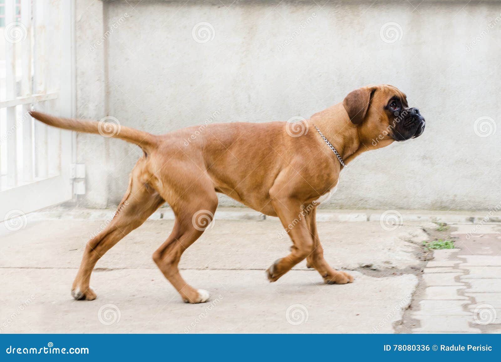 Dog model stock photo. Image of cute, sleuthhound, animal - 78080336