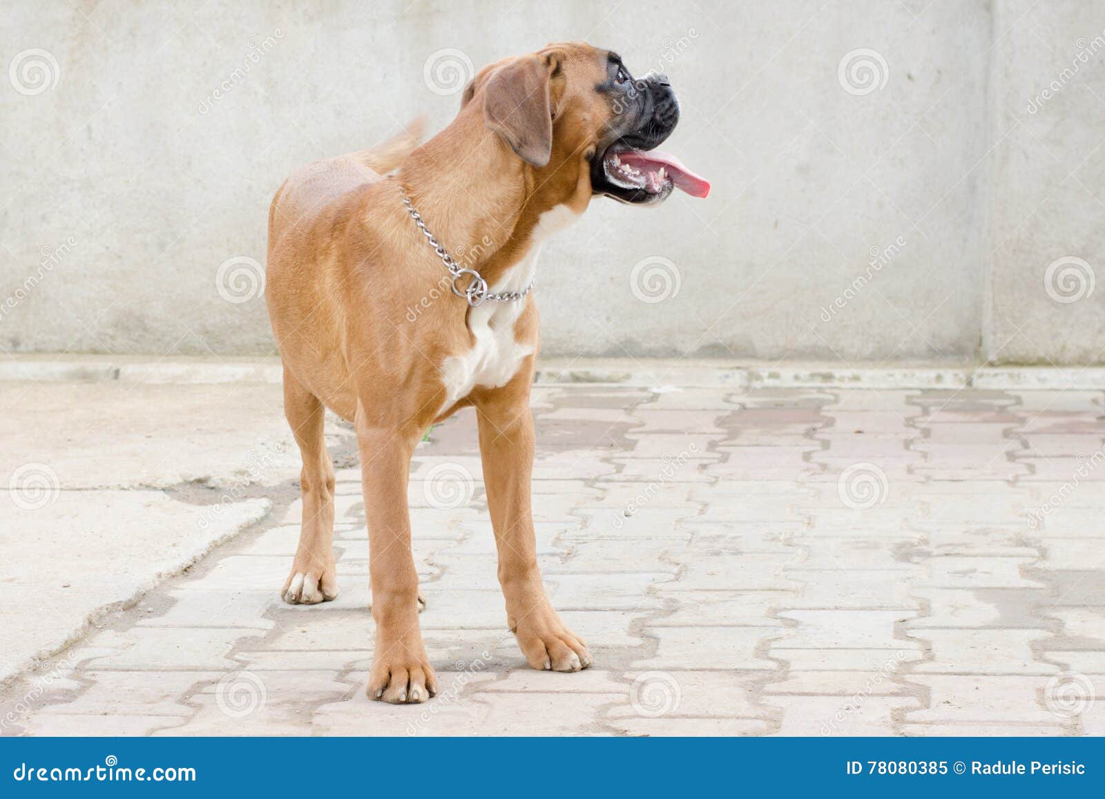 Dog model stock image. Image of happy, animal, harrier - 78080385