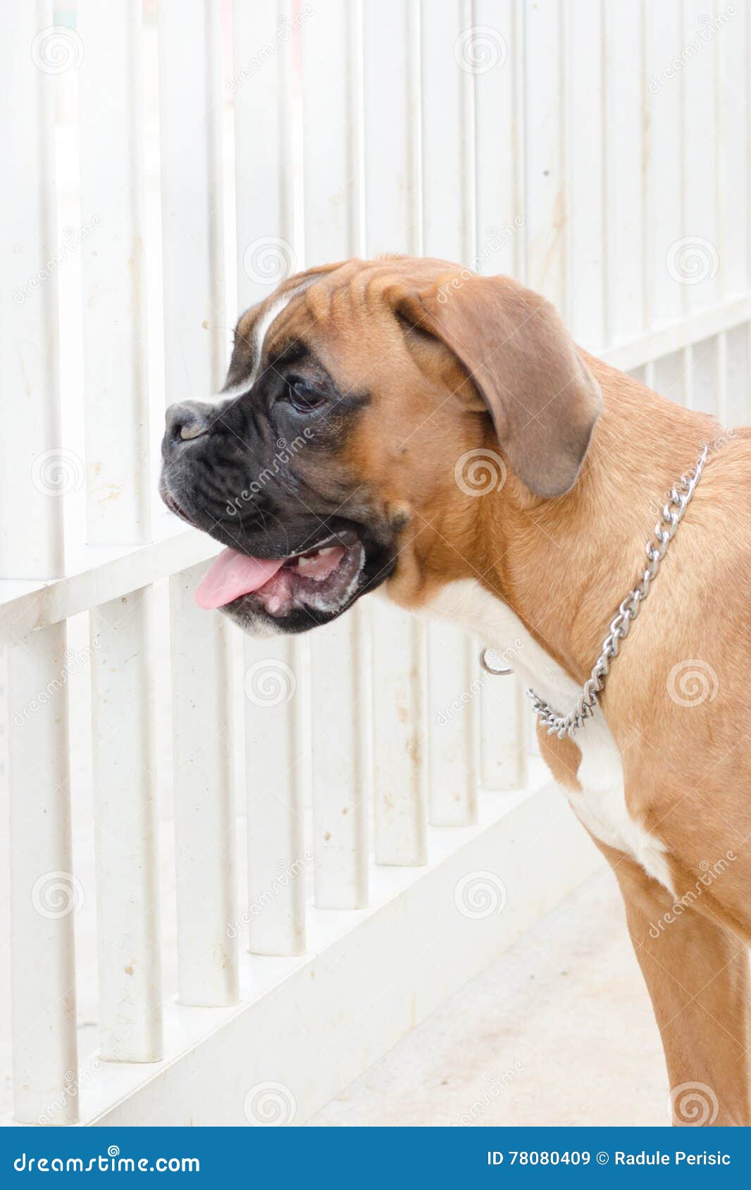 Dog model stock image. Image of harrier, tracker, canine - 78080409