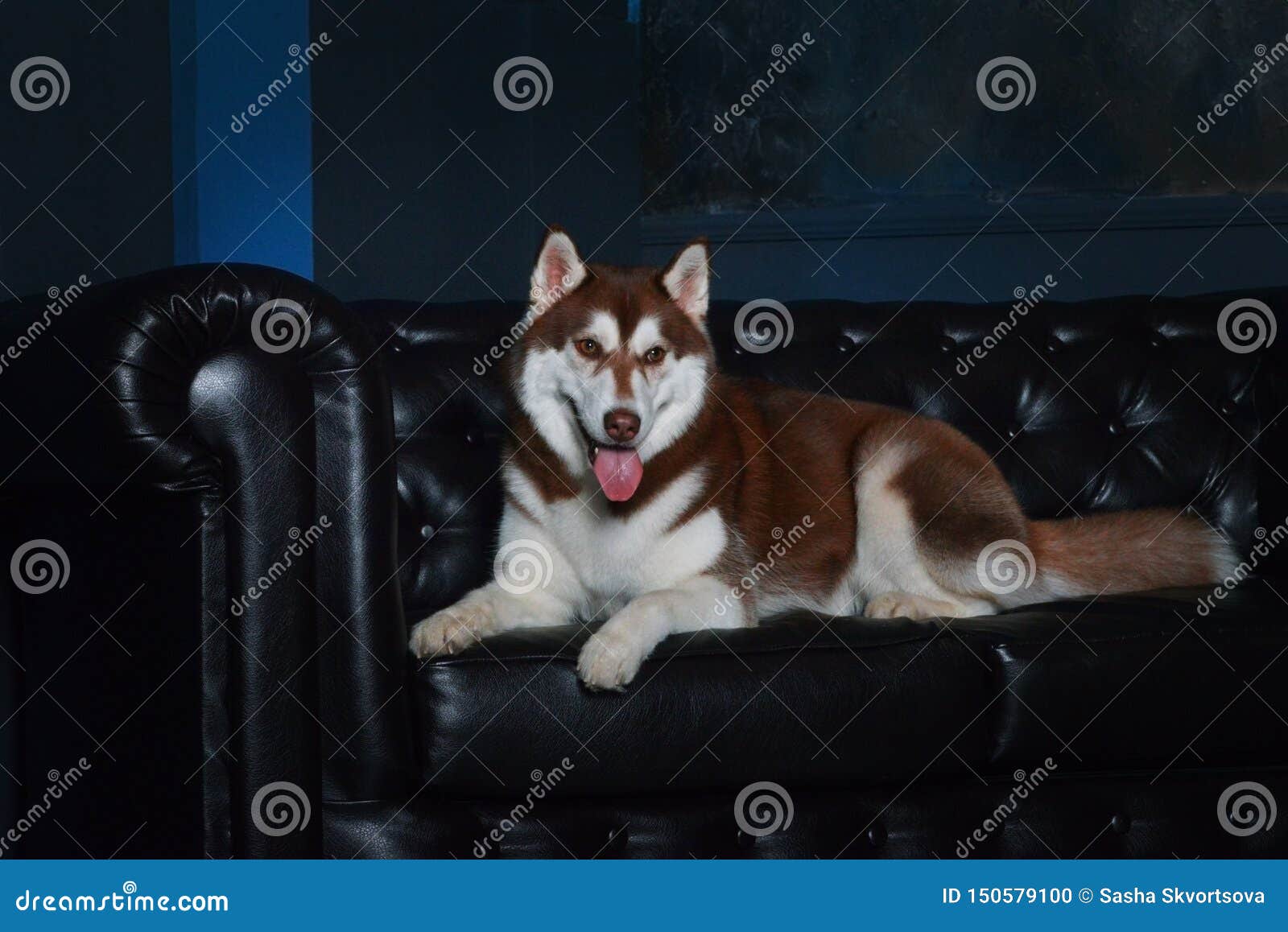 Four Models - Siberian Husky Breed Dogs Stock Photo - Image of animal ...
