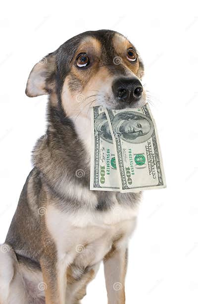 Dog with money stock photo. Image of dogs, finance, bring - 3589658